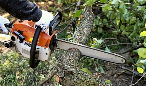Affordable Tree Debris Removal Haul Away Services