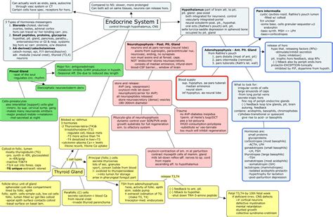 Endocrine System Map