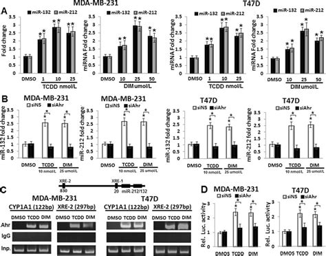 Tcdd And Dim Induce Mir 212132 Cluster In Breast Cancer Cells In An Download Scientific