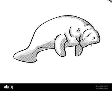 Retro Cartoon Mono Line Style Drawing Of A Manatee Or Sea Cow A Large
