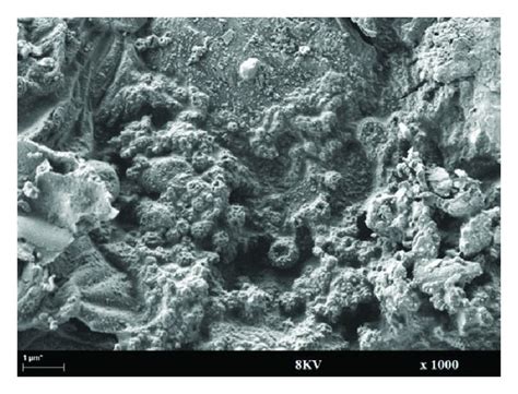 Surface Micrographs Of The Foam Structure Of Samples A B C And D