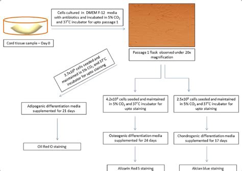 Schematic Representation Of Ucmscs Differentiation Induction And