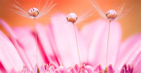 극단적 인 매크로 극단적 인 클로즈업 꽃 꽃무늬 꽃밭 꽃잎 디테일 물 배경 분홍색 분홍색 꽃 분홍색 꽃잎 선명한 선명한 색상 섬세한 셀렉티브