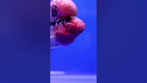 귀여운 해수어 키우기 해수어 해수어키우기 물고기키우기 Youtube