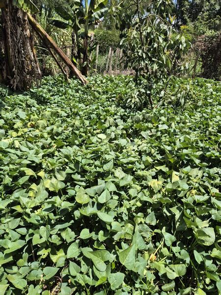 Revolutionizing Livestock Feeding Feed Databases