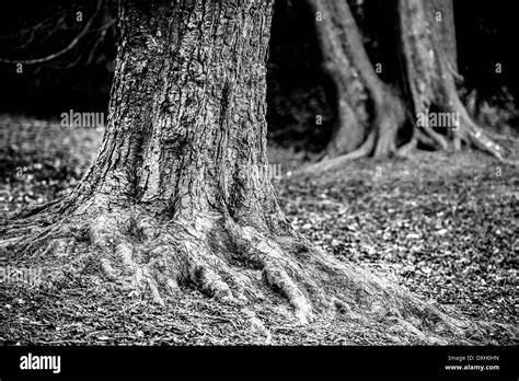 Black And White Image Of Tree Trunks In A Wood Stock Photo Alamy