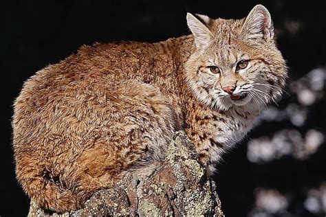 Bobcat Hotel Lake Advisory