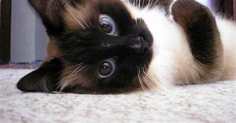 this cat is prettier than most humans imgur