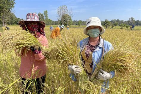 พึ่งวิถีดั้งเดิม ชาวนาเมืองช้างหันมาลงแขกเกี่ยวข้าวเพื่อลดต้นทุน หลัง