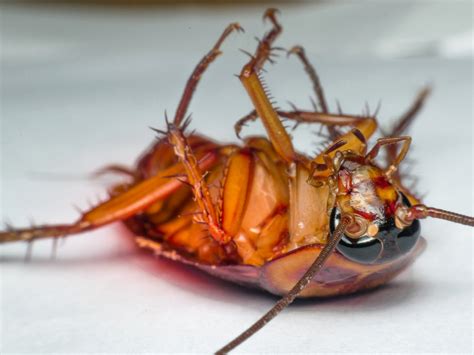 Roach Prevention Tips Lubbock Tx Bug Zappers Pest Control