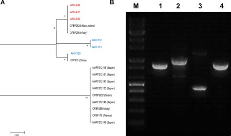 multi locus sequence analysis based phylogenetic relationship between download scientific