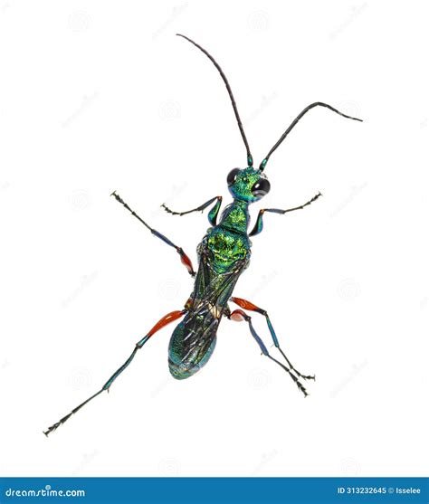 Emerald Cockroach Wasp Ampulex Compressa Royalty Free Stock Image