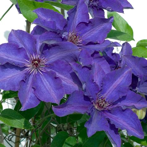 Clematis The President Park Seed Park Seed