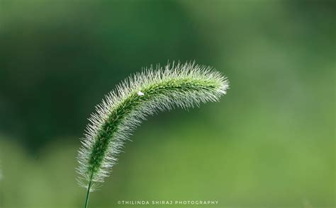 ශ්‍රී ලංකාවේ වැසි වනාන්තර සහ වනජීවී සම්පත