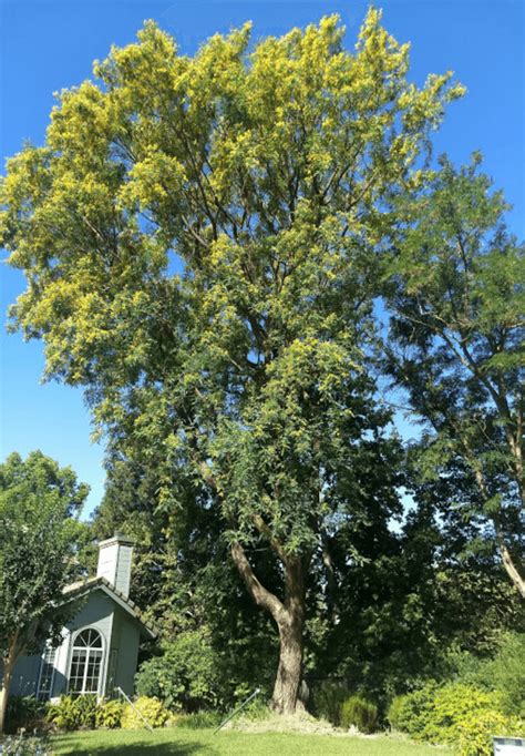 Tipa Env 8lts Los Tulipanes