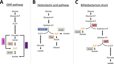 Metabolic Pathways That Generate Acp A The Emp Pathway Produces Download Scientific Diagram