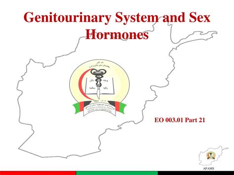 Ppt Genitourinary System And Sex Hormones Powerpoint Presentation