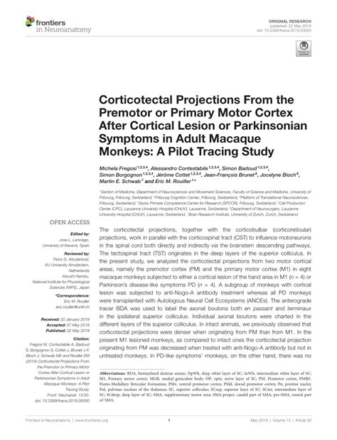Pdf Corticotectal Projections From The Premotor Or Primary Motor Cortex After Cortical Lesion