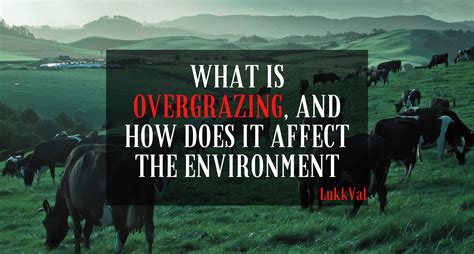 What Is A Overgrazing