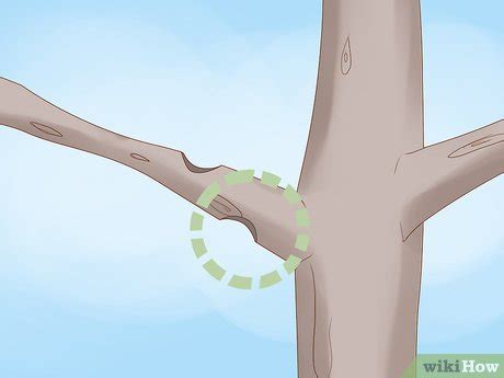 3 Ways To Trim Maple Trees WikiHow