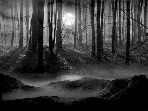 Grey Forest Wallpapers Top Free Grey Forest Backgrounds Wallpaperaccess