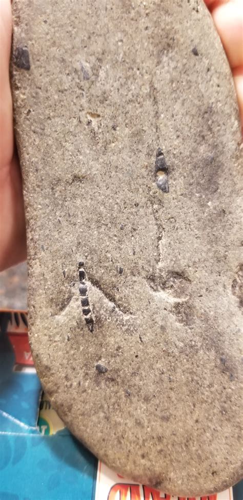 Alaska Fossil Fossil Id The Fossil Forum