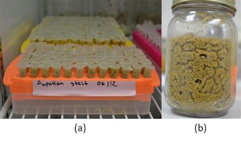 Insects Free Full Text Sex Ratio Of Small Hive Beetles The Role Of Pupation And Adult Longevity