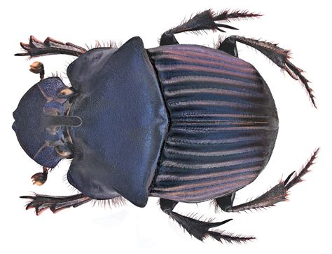 Phanaeus Notiophanaeus Endymion Endymion Harold 1863 Male A Photo