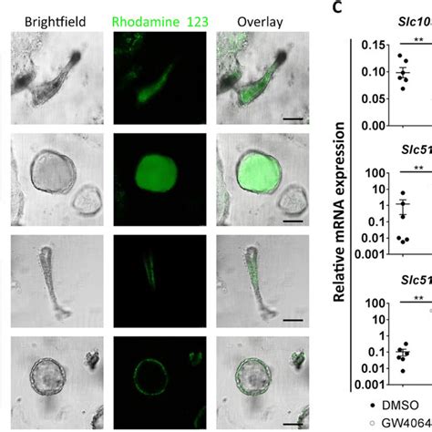 Functional Characterization Of Cholangiocyte Like Cells Clcs A Download Scientific