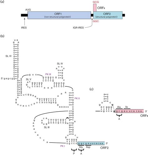 The Israeli Acute Paralysis Dicistrovirus Igr Ires Directs Translation Download Scientific