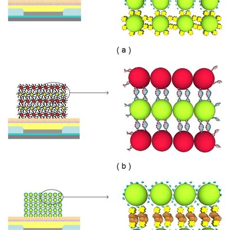 Electric Field Directed Assembly Layering Of Biomolecule Nps By