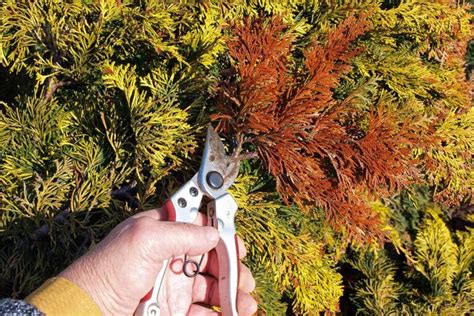 How To Prune Upright Junipers Gardeners Path