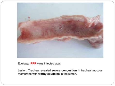 Respiratory Pathology Of Sheep And Goat Pptx Lung And Respiratory Health Diseases And
