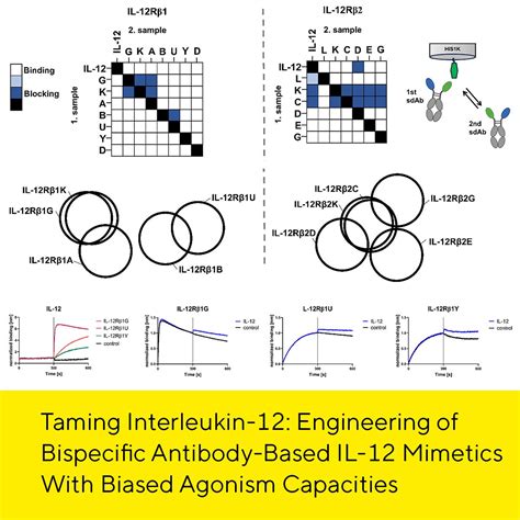 Octetbli Antibodyengineering Antibody Cancerresearch Nkcells… Octet® Affinity Binding