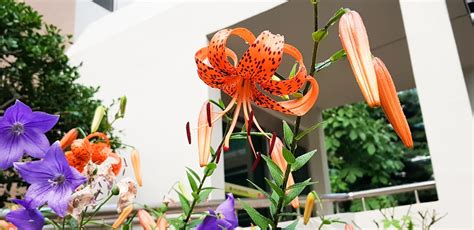 Lily Flower Wildflower Republic Of Free Photo On Pixabay Pixabay Lily Flower Wildflower Republic Of Free Photo On Pixabay Pixabay