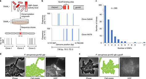 Single Cell Dnaprotein Interaction Measurements Using 3d Seq A