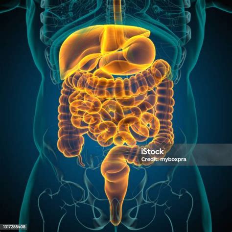 의료 개념 3d에 대한 인간 소화 시스템 해부학 소화기 계통에 대한 스톡 사진 및 기타 이미지 소화기 계통 3차원 형태 간 내부 기관 Istock