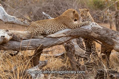 Photos And Pictures Of Leopard Mating Pair Panthera Pardus South Luangwa National Park