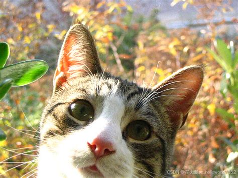 yolov8模型在猫脸关键点检测识别中的应用【代码 数据集 python环境 gui系统】 csdn博客