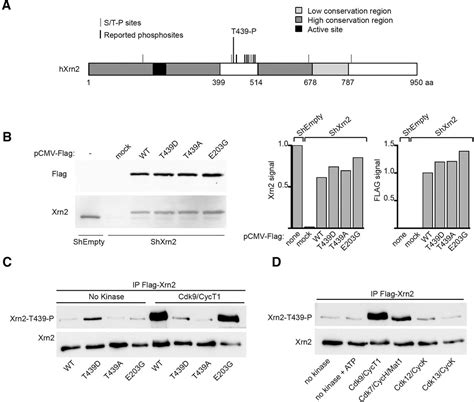 P Tefb Regulation Of Transcription Termination Factor Xrn2 Revealed By A Chemical Genetic Screen