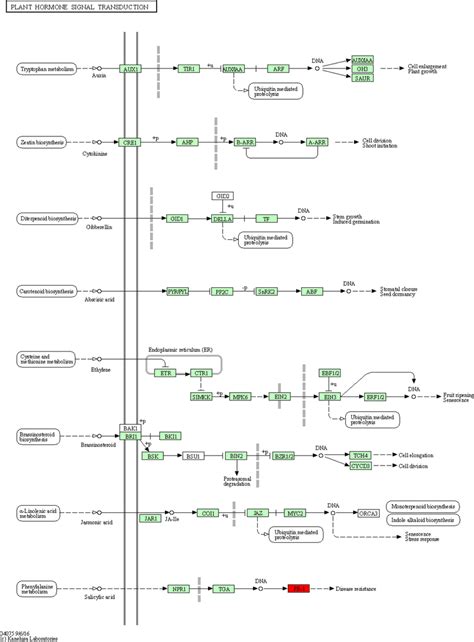 The KEGG Pathway Of Hormone Signal Transduction The Pathway Map
