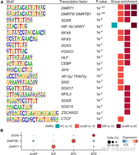 人类精子发生过程中的全基因组dna甲基化水平变化 知乎