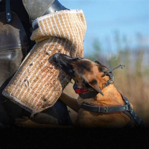 Belgian Malinois Bite