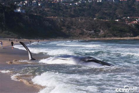 美国加州一头长须鲸在海滩搁浅死亡