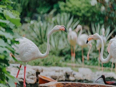 Langkawi Wildlife Park Tickets Book Online Langkawibook