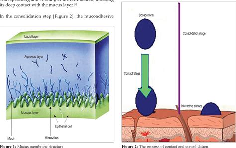 Figure 1 From Mucoadhesive Drug Delivery System An Overview Semantic Scholar