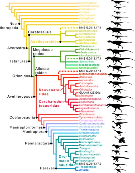 Classification Of Nms G 2018 17 1 Nms G 2018 17 2 And Glahm 125390a Download Scientific