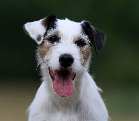 Der Parson Russell Terrier Im Rasseportrait Hunter Magazin
