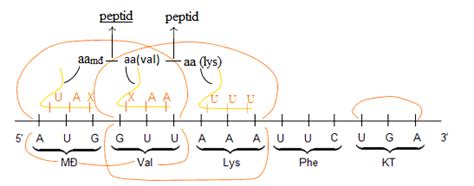 Dựa vào kiến thức đã học hãy cho biết chức năng của ribosome trong tế bào