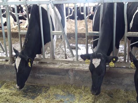 Cowlabeling Object Detection Dataset And Pre Trained Model By Cow Test